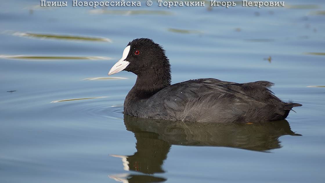 Охота на лысуху