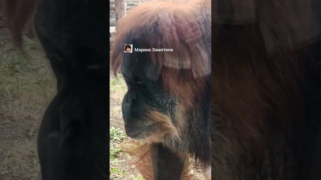 Орангутан Чапи пришла поздороваться, внучка Алиса играет.