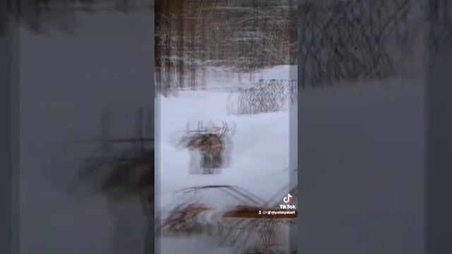 зимний русский зверь вышел из спячки #russia #monster #sensational