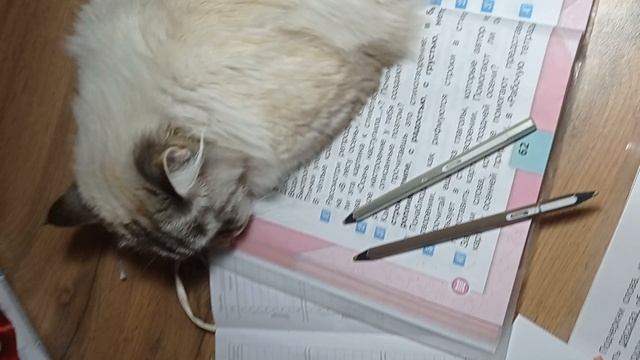 месть кошки