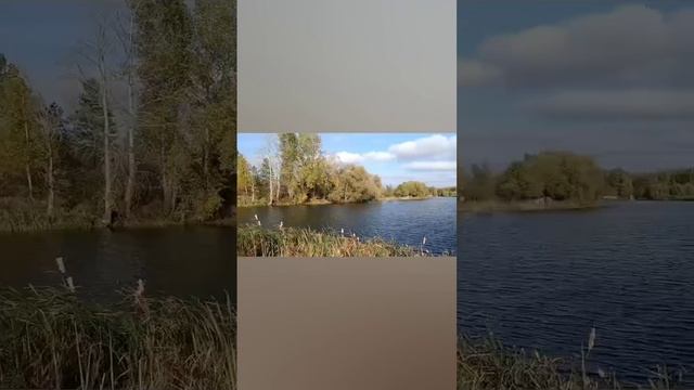 Берёзки-сестрички