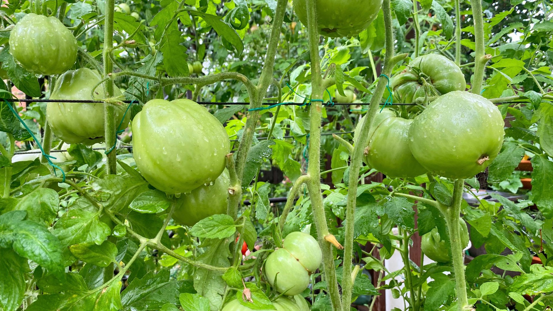 ЛЮБИМЫЙ САЛАТ из ЗЕЛЕНЫХ ПОМИДОР. В чем "и изюминка"?