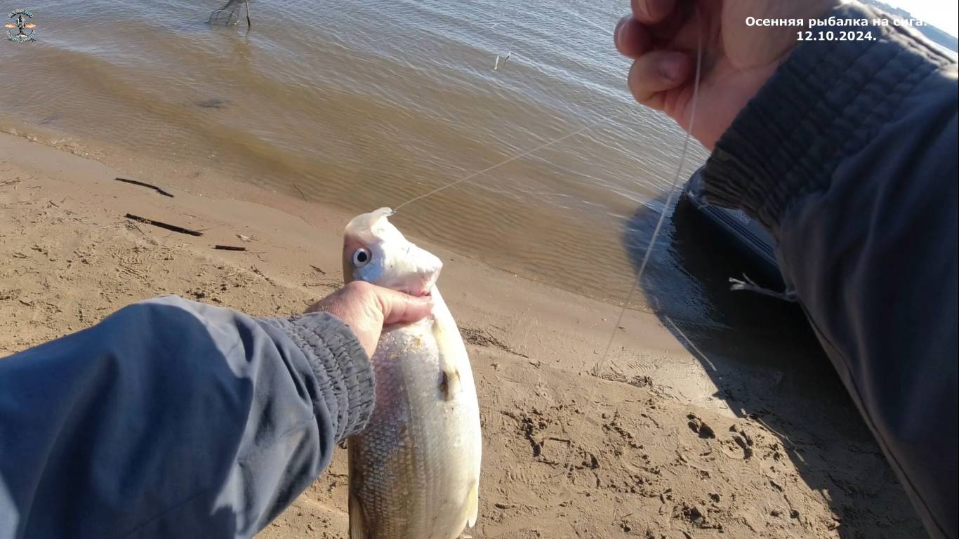 Осенняя рыбалка на сига.12.10.2024.