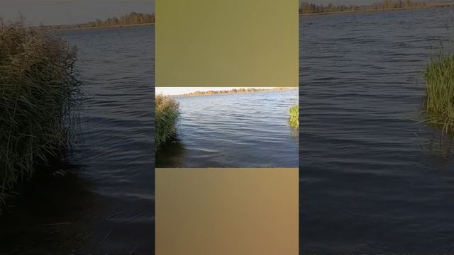 Косы у берёзы