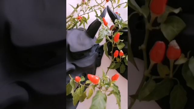 Handmade masks hannya