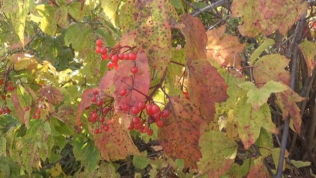 Разгулялся  вовсю Октябрь!