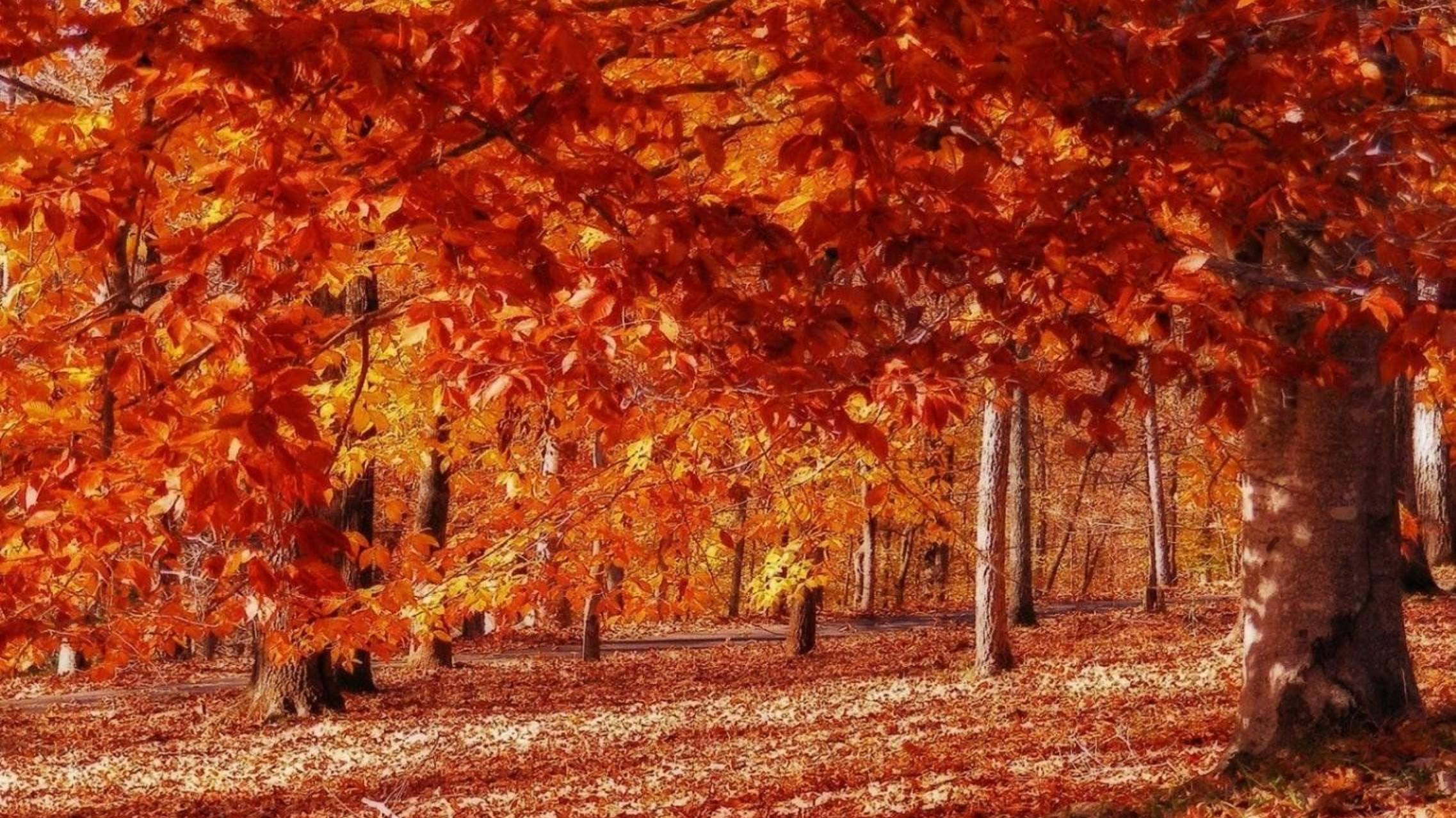 13/10/2024 Групповая сессия