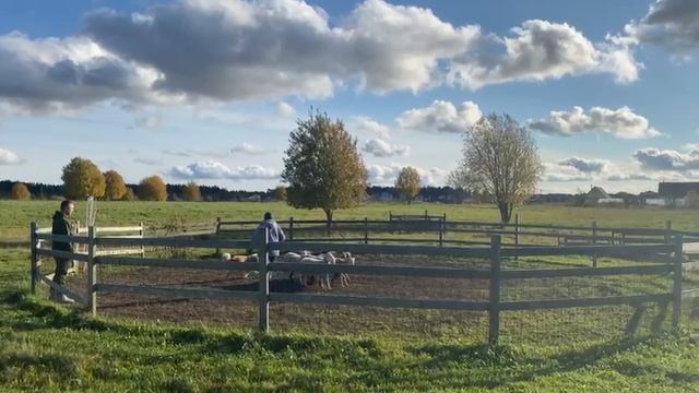 Портос, первая тренировка по пастьбе, 12.10.24