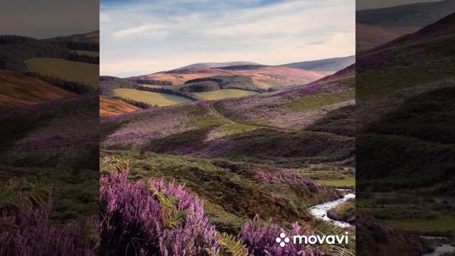 «Там, где вереск цветёт»