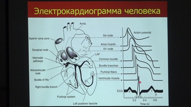 4. Клетки проводящей системы сердца. Регуляция чсс. Физиология - Ловать М. Л. Teach-in.