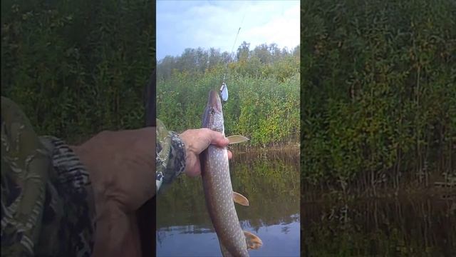 Упустил щуку. Подвела хвастливость