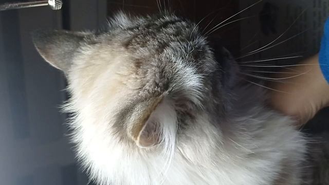 как кошка мешает делать уроки