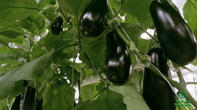 Теплицы Белогорья