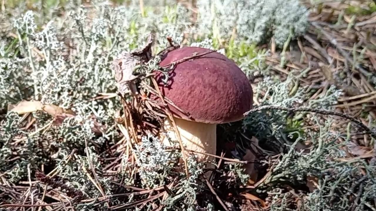 Собираю Грибы (29.08.2024 года)