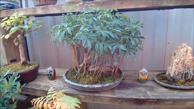 Бонсай дайджест краски осени музыка 2024 год