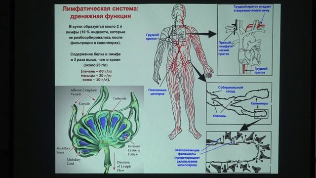 5. Система кровообращения. Физиология человека и животных - Ловать М. Л. Teach-in.
