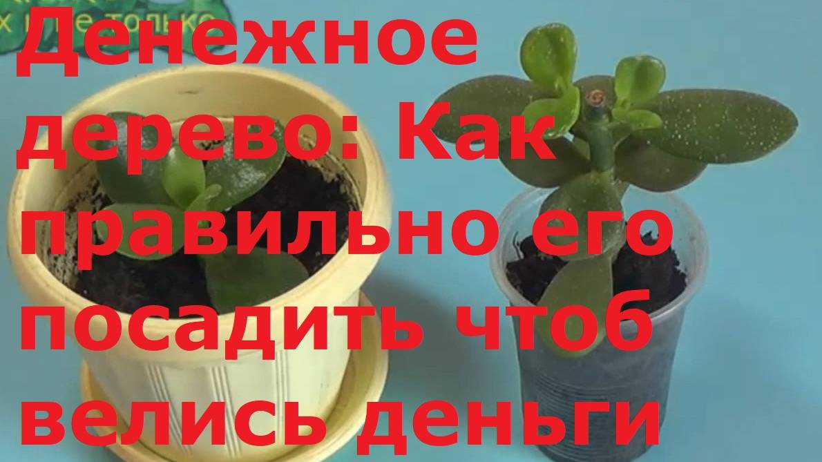 Денежное дерево: Как правильно его посадить чтоб велись деньги.