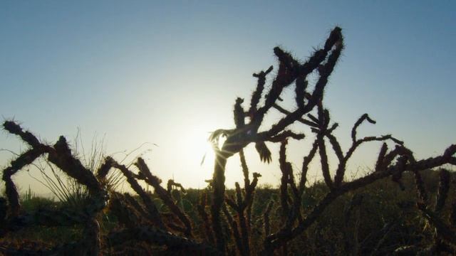Пустынный канюк. У него развились особые повадки среди кактусов. Суслики — добыча.