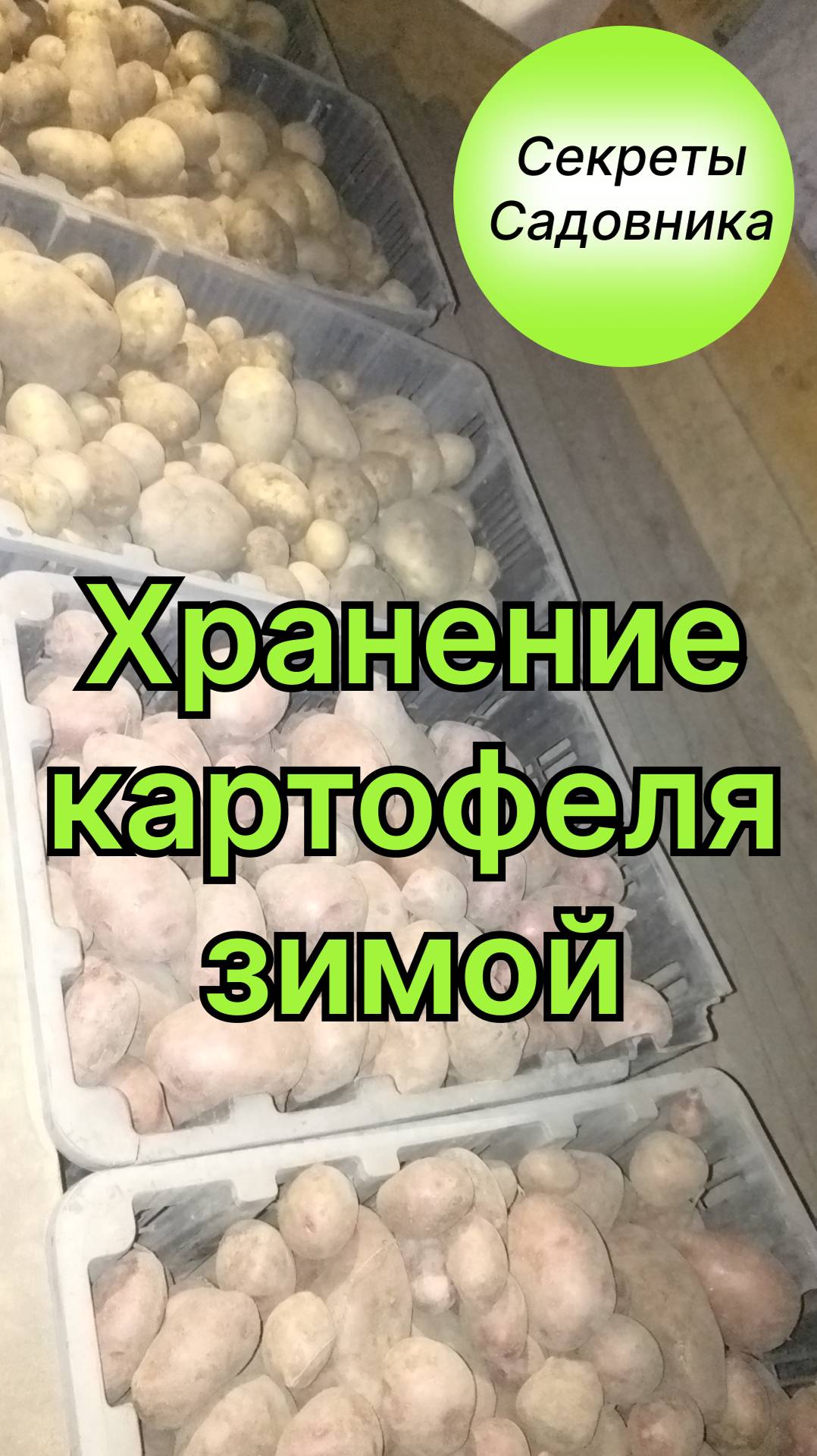 Хранение картофеля зимой