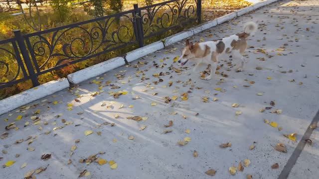 Гироскутер. Собака уйди нафиг...