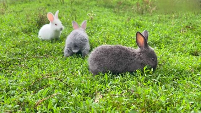 2CELLOS - They Don't Care About Us - Michael Jackson