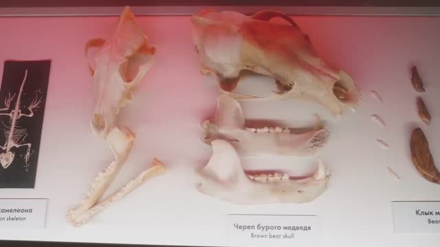 Серия №5 "Зубы"