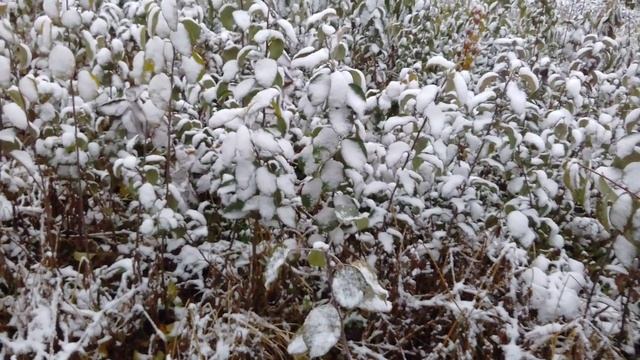 Как посадить сад не потратив кучу денег