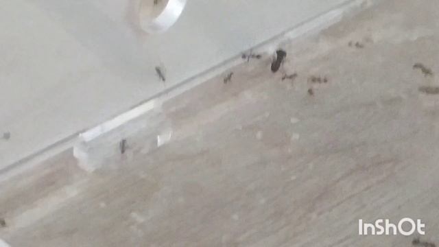 Охота фей. phiedole noda против личинки жука знахаря