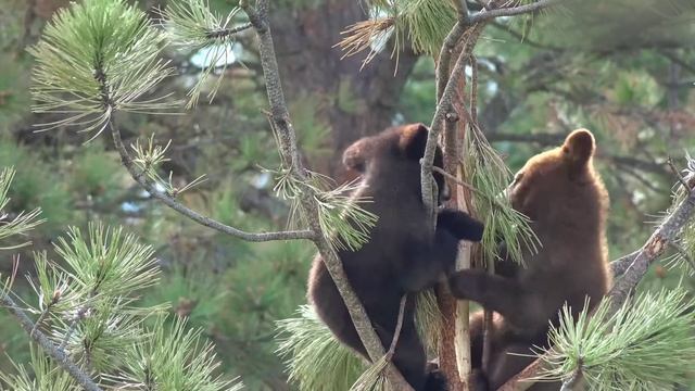 2CELLOS music for children (Две виолончели) at Sydney Opera House