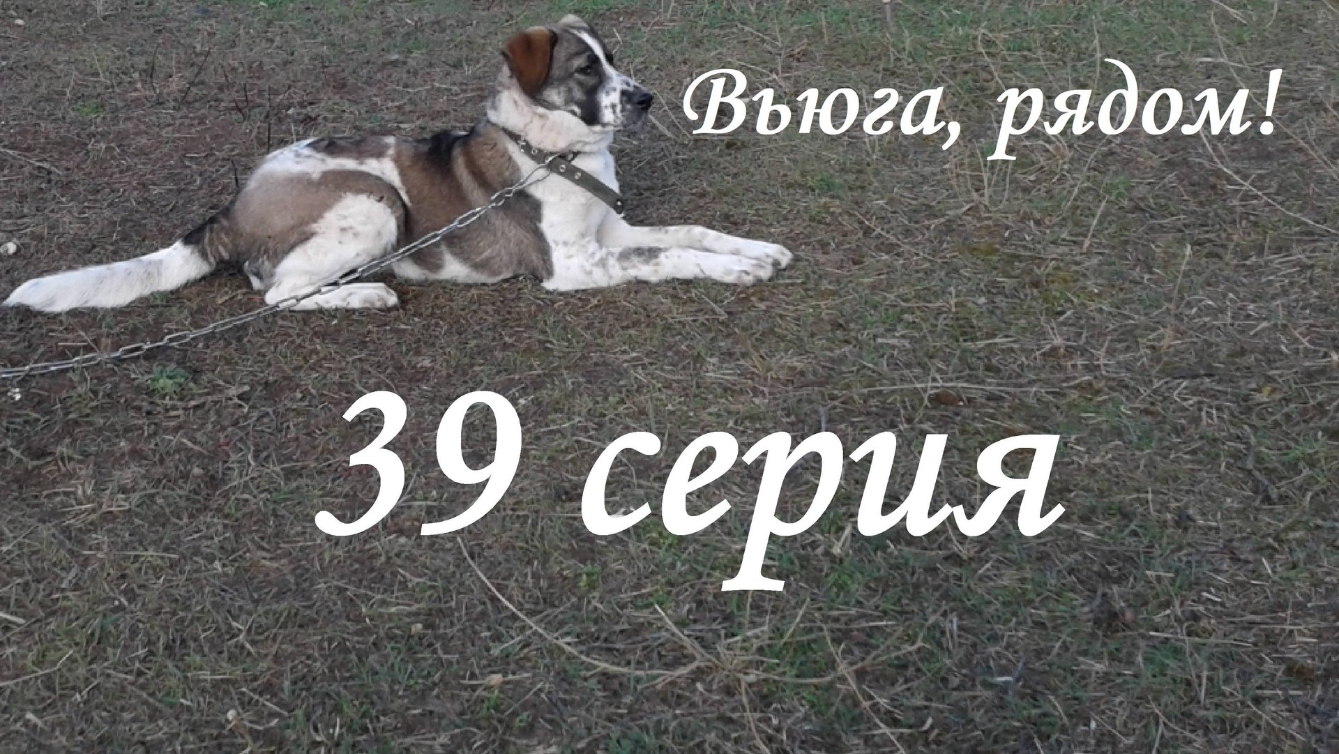 "Вьюга, рядом!" 39 серия