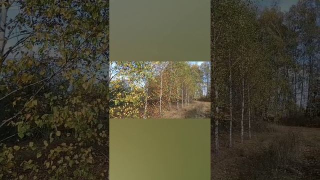 Плакучая ива и тонкие берёзки о, как-же все красиво и на листочках слезки.