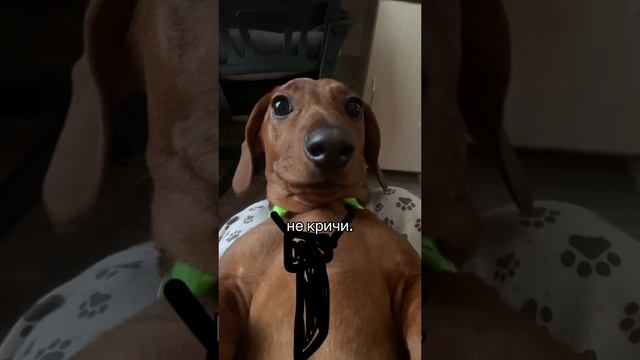 Ты плохая я хороший, мем тренд 2024 года