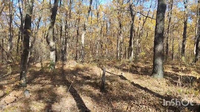 13.10.2024 Биатлон, тренировка в лесу, младшая группа