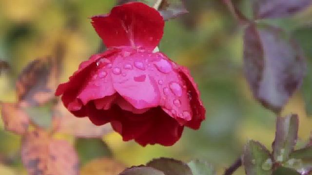 Сентябрьский дождь