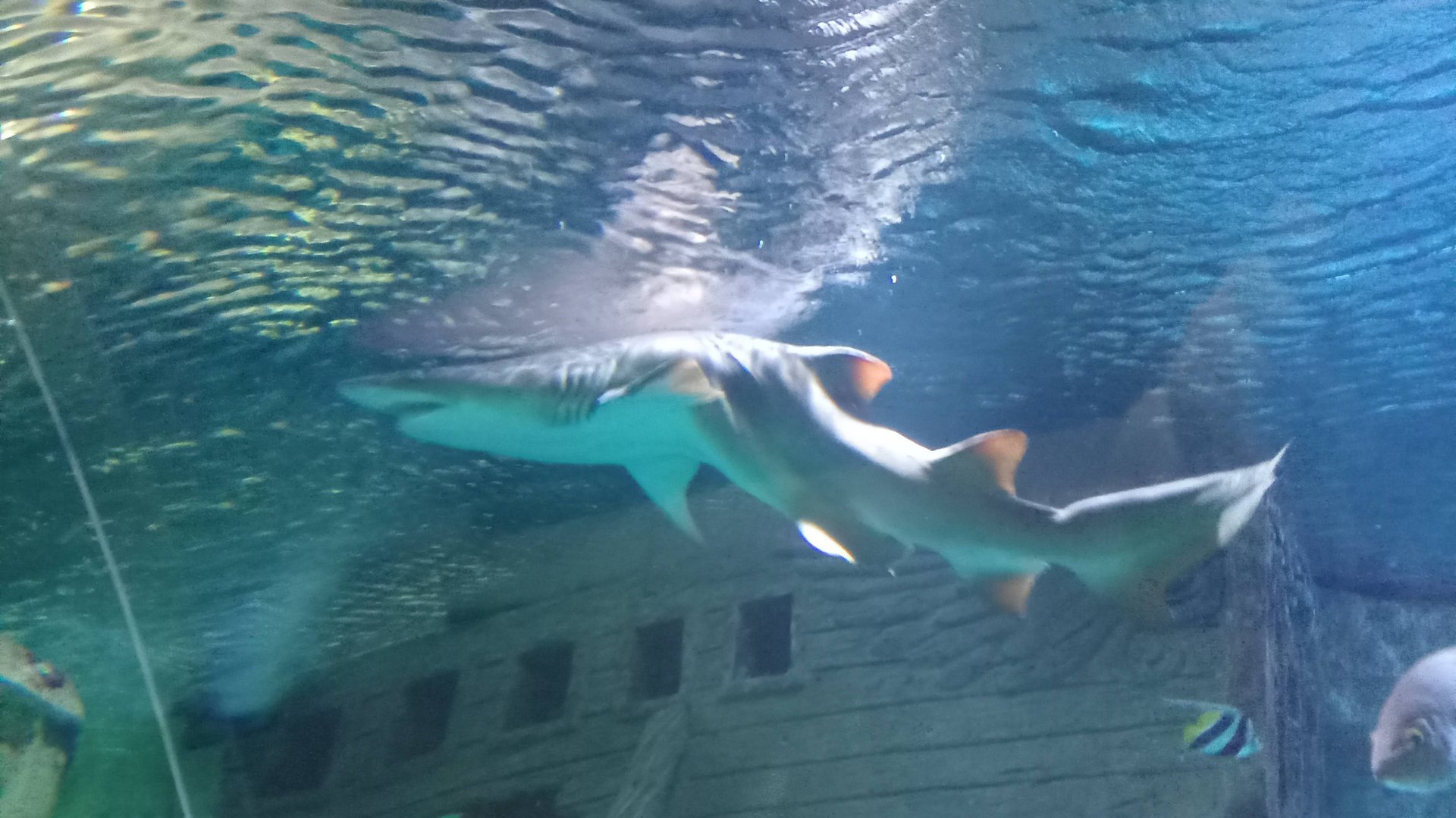 Воронежское водохранилище. Глобальное потепление и его последствия