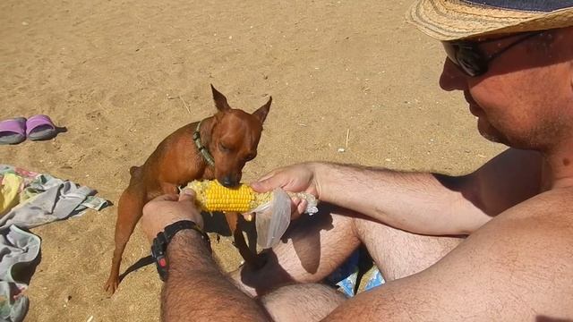 Голод не тетка, съешь и кукурузу