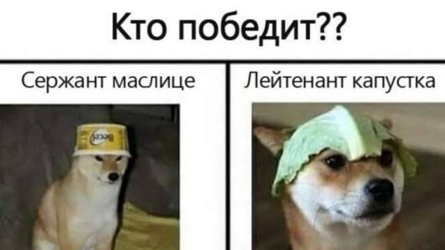 мемы тик ток/ ркн опупел