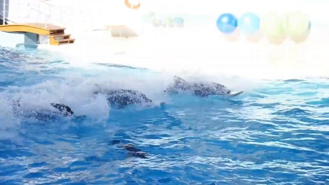 Дельфинарий