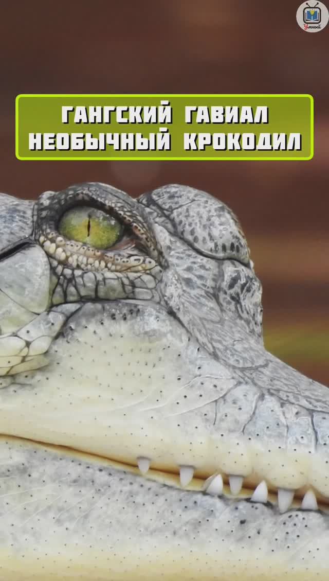 Необычное создание Гангский гавиал