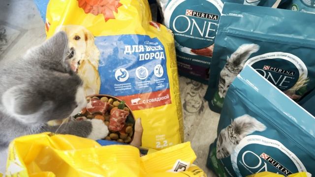 День защиты животных