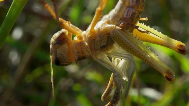 Некоторые пустыни столь засушливы, что кажутся абсолютно лишёнными растительности.