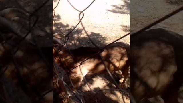 Заповедник в Геленджике (продолжение)