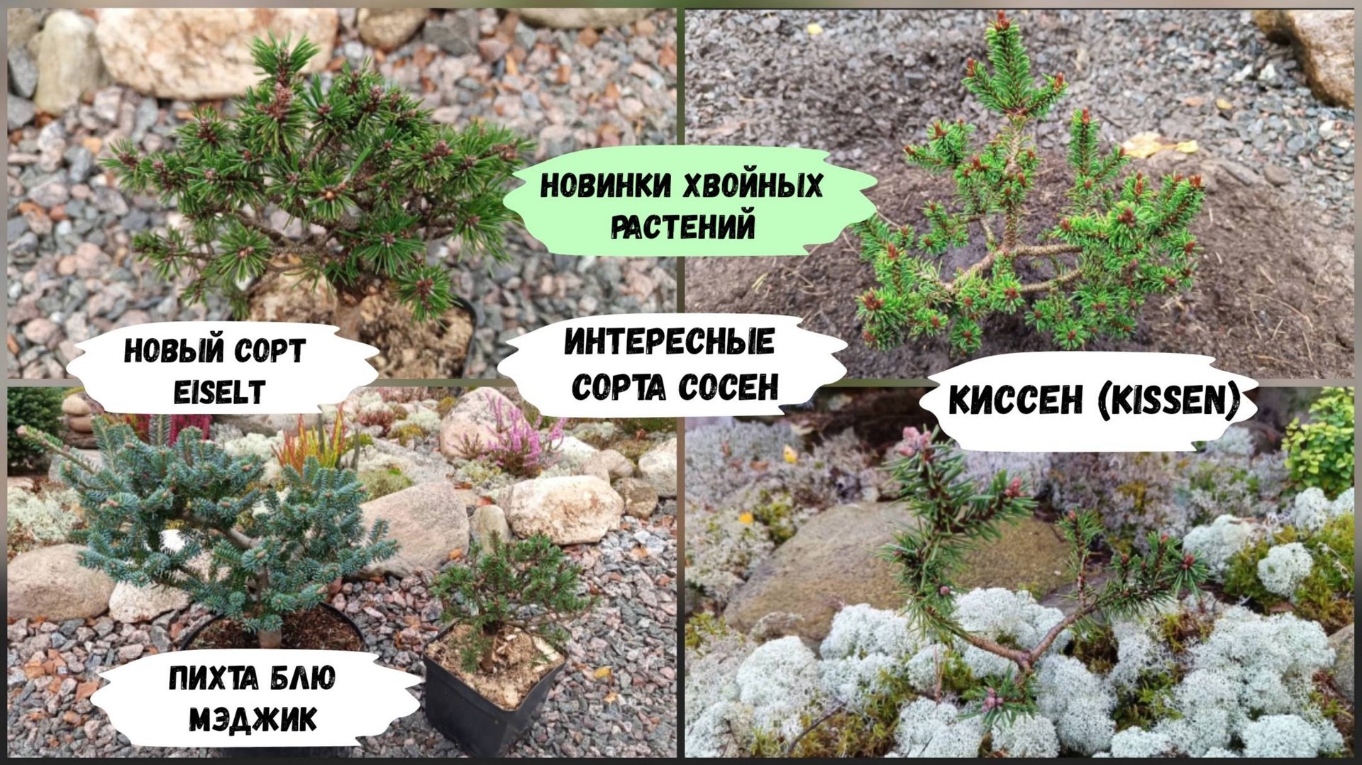 Новинки хвойных растений. Сосна горная Eiselt, Kissen. Пихта Blue Magic.