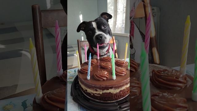 Чем будешь угощать 🎂 #стаффи #карлсон #пирог #свечка #смешное #собака #животные #staffy #pie #funny