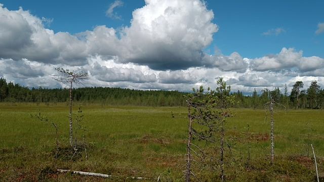 Жизнь в лесу - За морошкой. Н Фадеев. 2022 г (1)