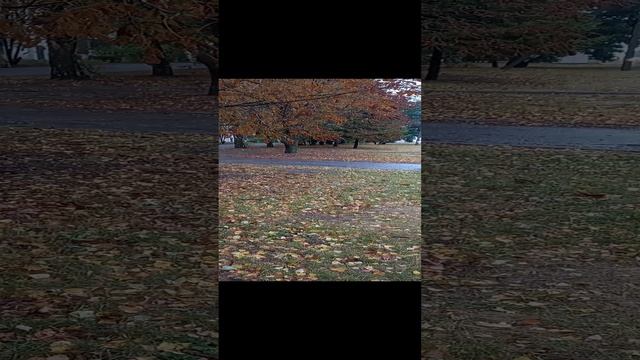 ❗Вот мы и дождались дождей 🌦 14.10.2024 г. Курск❗ #shorts #short #shortsvideo #nature