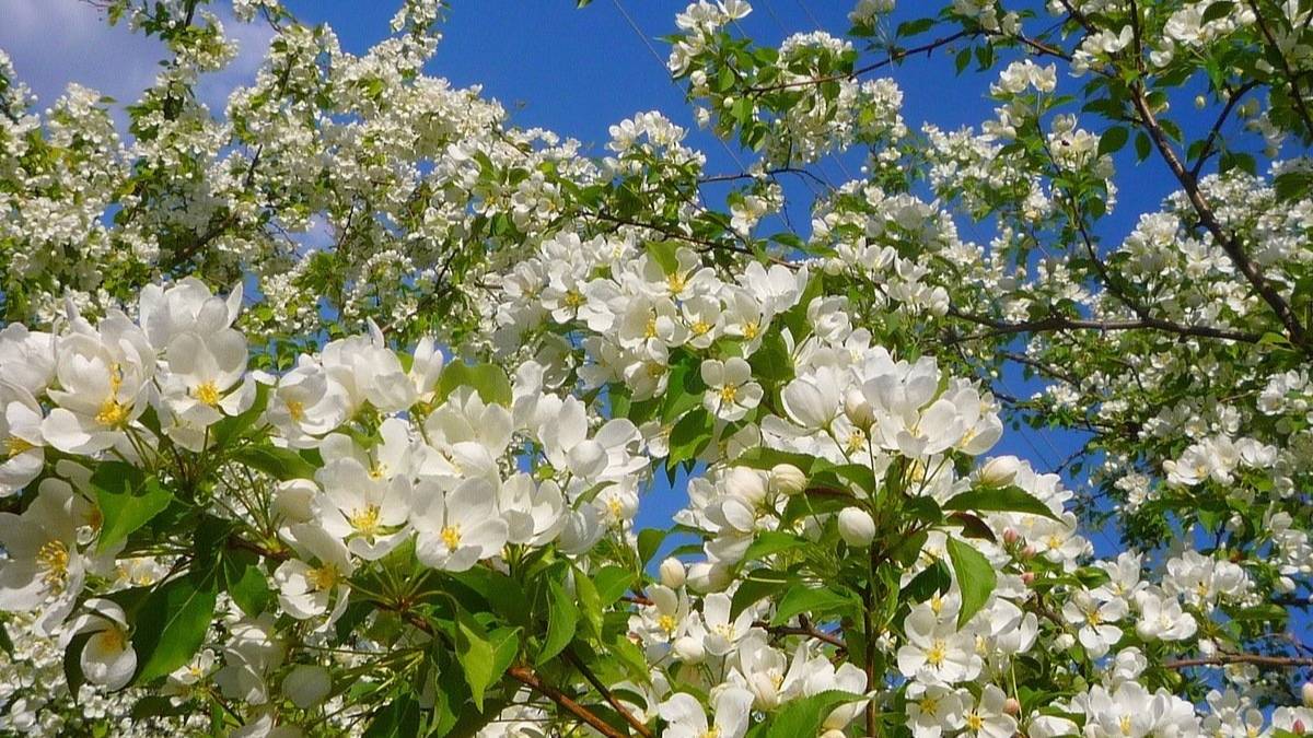 Родителям посвящается: мамам и папам, дедушкам и бабушкам - ныне живущим и ушедшим