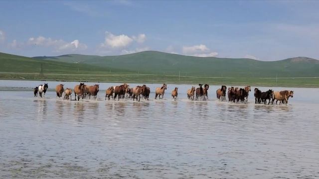 Грациозность и безмятежность. Табуны лошадей  в озере.