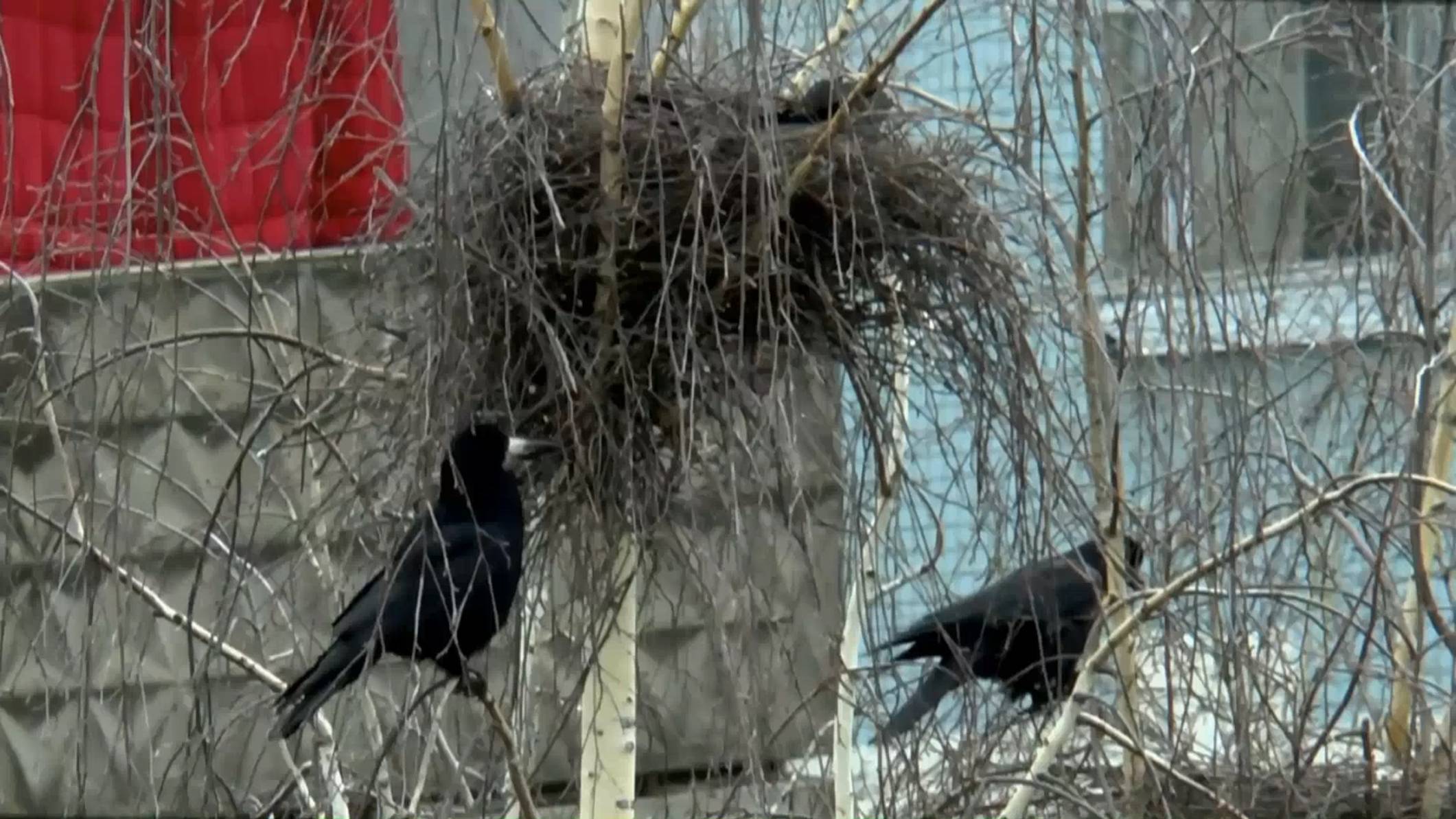 Грачи прилетели