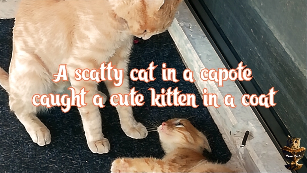 A scatty cat in a capote caught a cute kitten in a coat. Tongue Twister